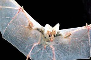 New mine ghosted due to bat caves - National Mining Day